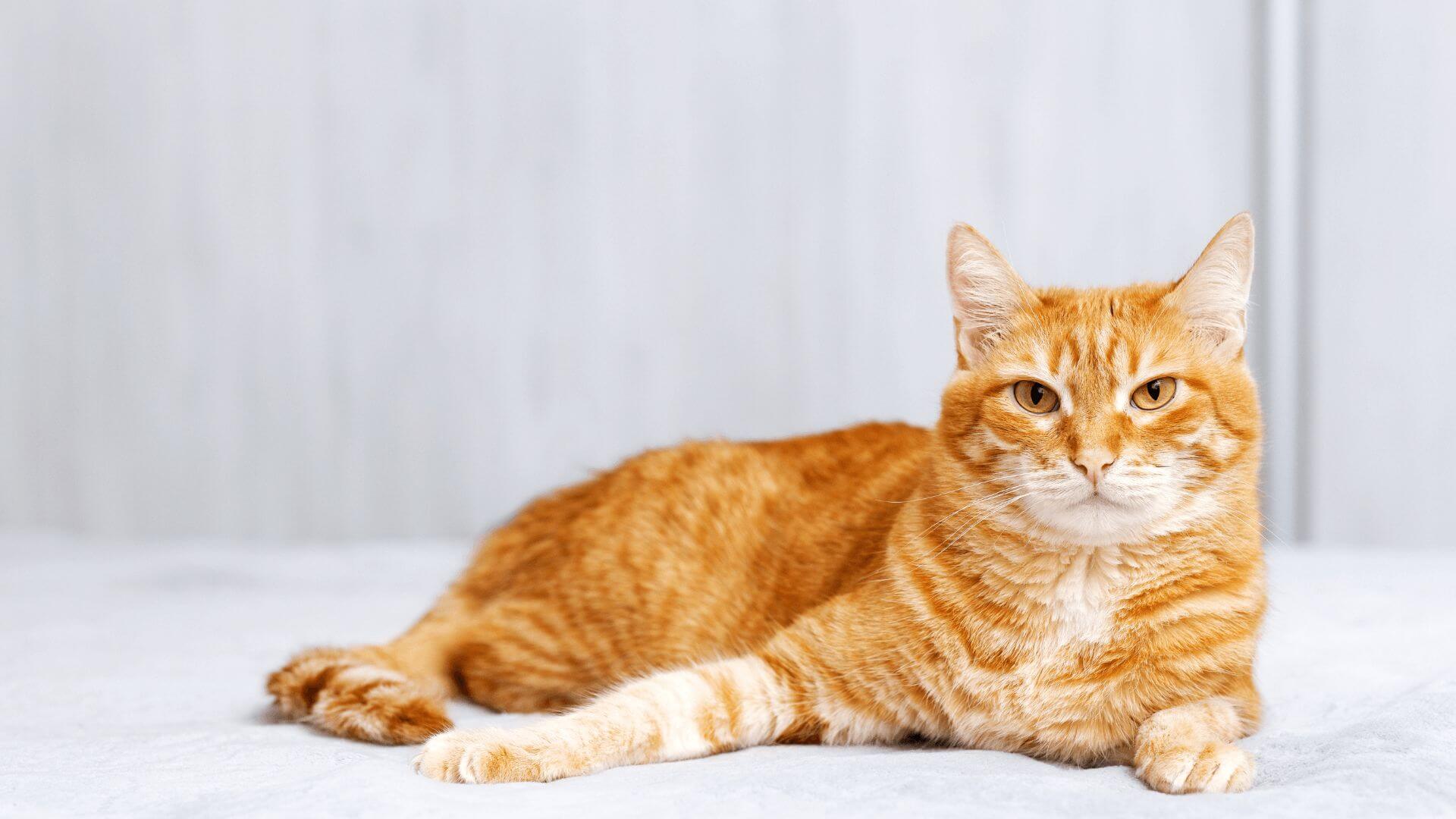 Pet Alternative And Complementary Therapy In Polkton, NC | Brown Creek ...